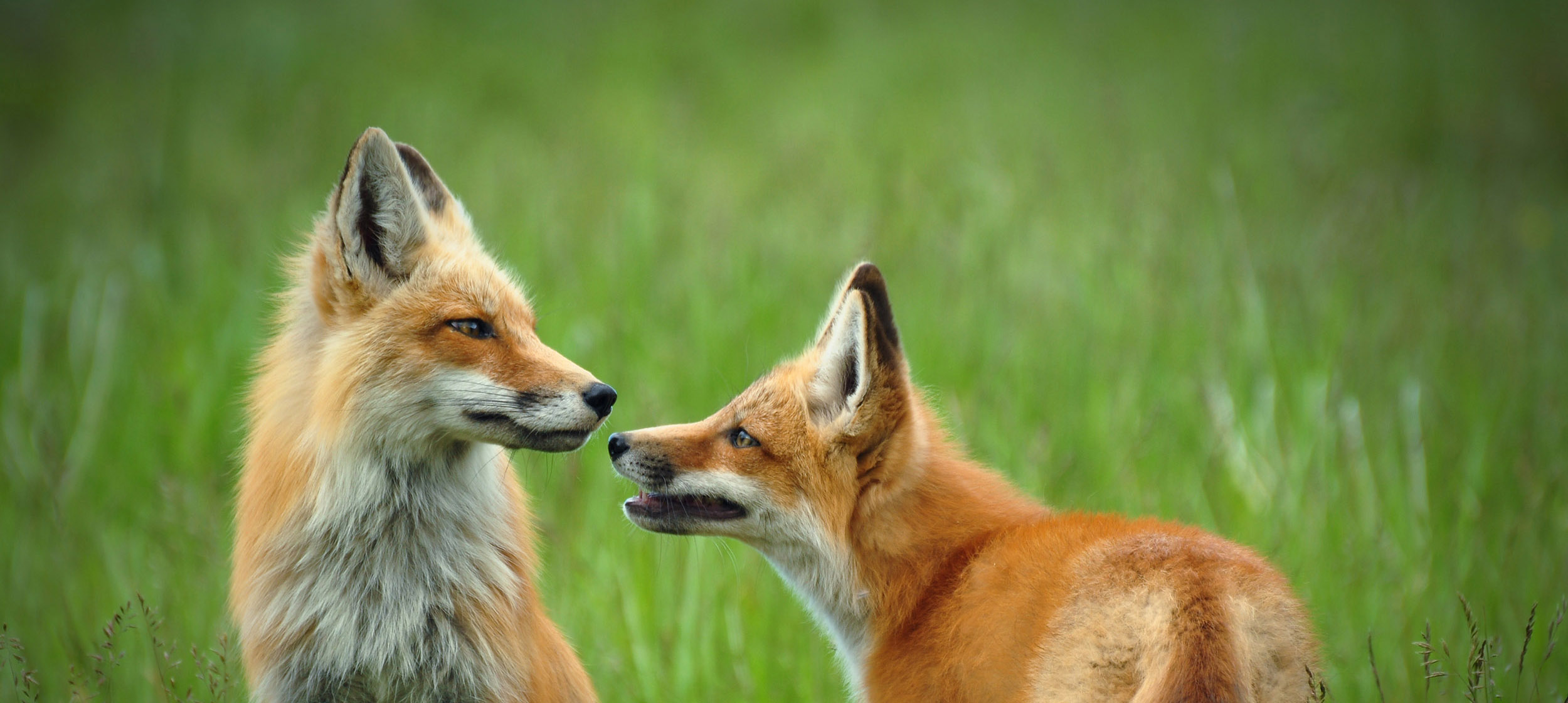 Red Wolf Coexistence Tips | Defenders of Wildlife